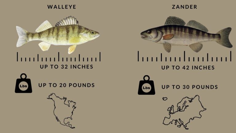 Zander vs. Walleye - Can You Tell the Difference? - Perservance Survival