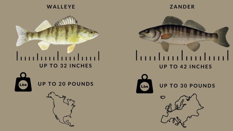 Zander vs. Walleye - Can You Tell the Difference? - Perservance Survival