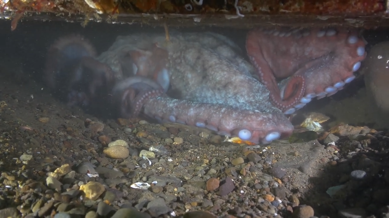 How Many Hearts Does an Octopus Have